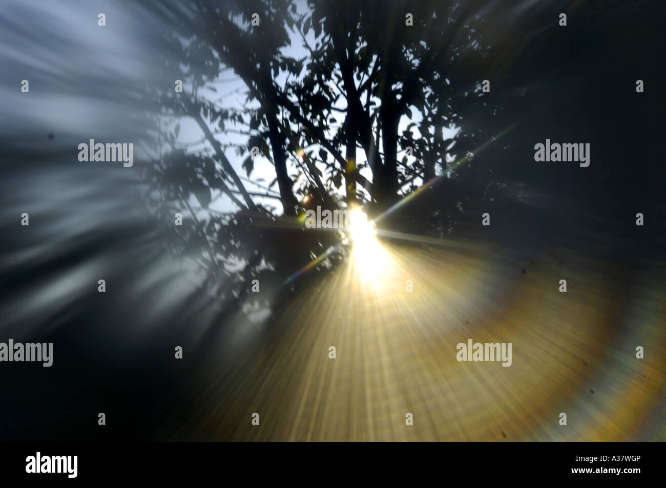 sunlight trees abstract light refraction filter effecets branches ...