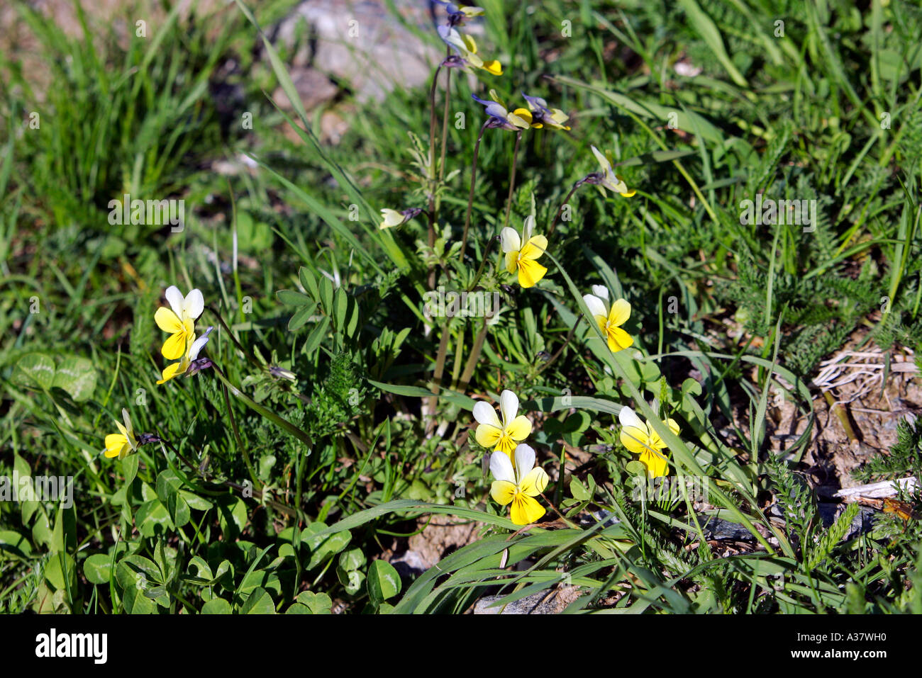 Switzerland flowers in the Alps Stock Photo - Alamy