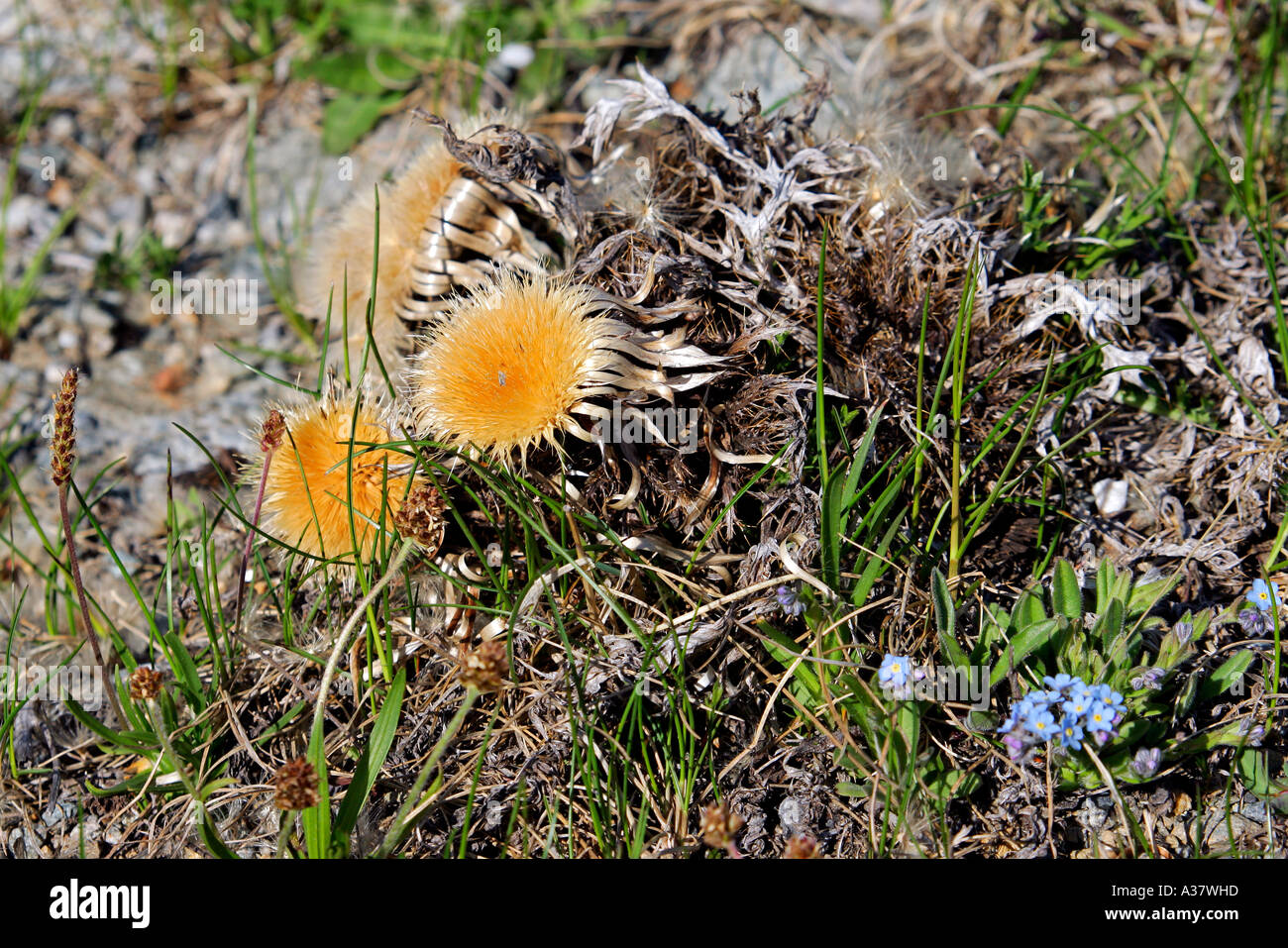 Switzerland flowers in the Alps Stock Photo - Alamy