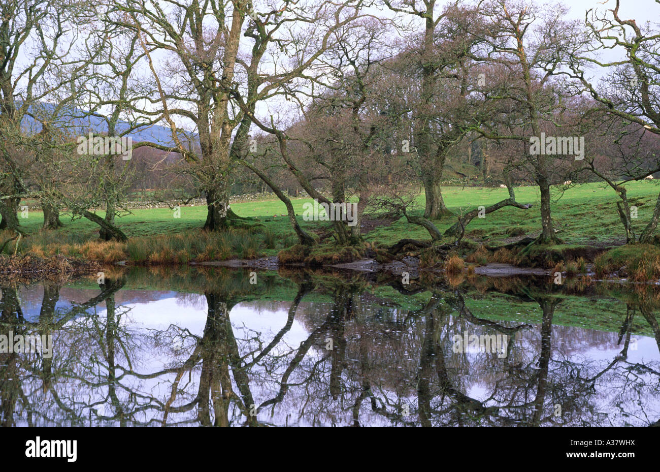 A moody dull Loch of Cree on the River Cree above Newton Stewart trees ...