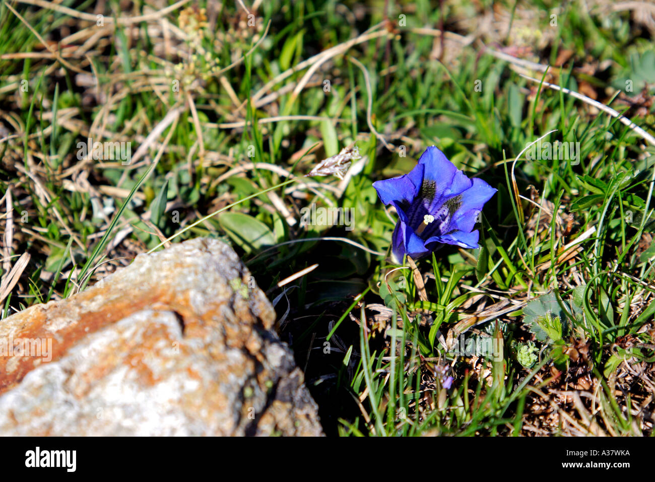 Switzerland flowers in the Alps Stock Photo - Alamy