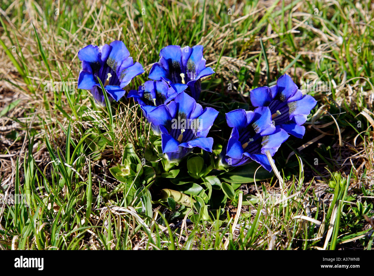 Switzerland flowers in the Alps Stock Photo - Alamy