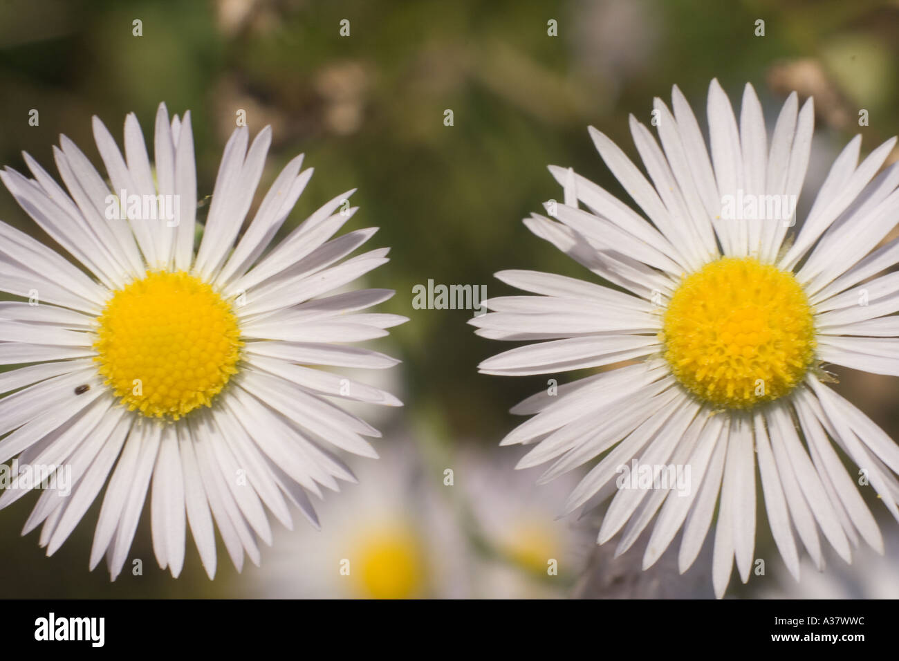 Daisy Flower gowan Stock Photo - Alamy