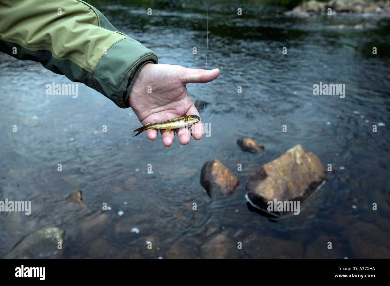 Baby salmon are called fry hi-res stock photography and images - Alamy