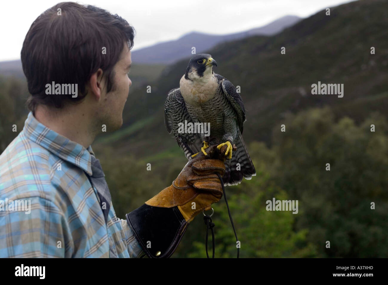 Peregrine falcon falconry display Alladale Wilderness Lodge and Reserve ...
