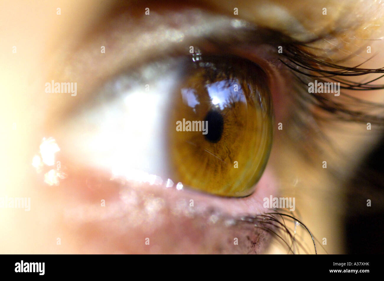 eye freckles skin close up detail face head portrait woman beautiful ...