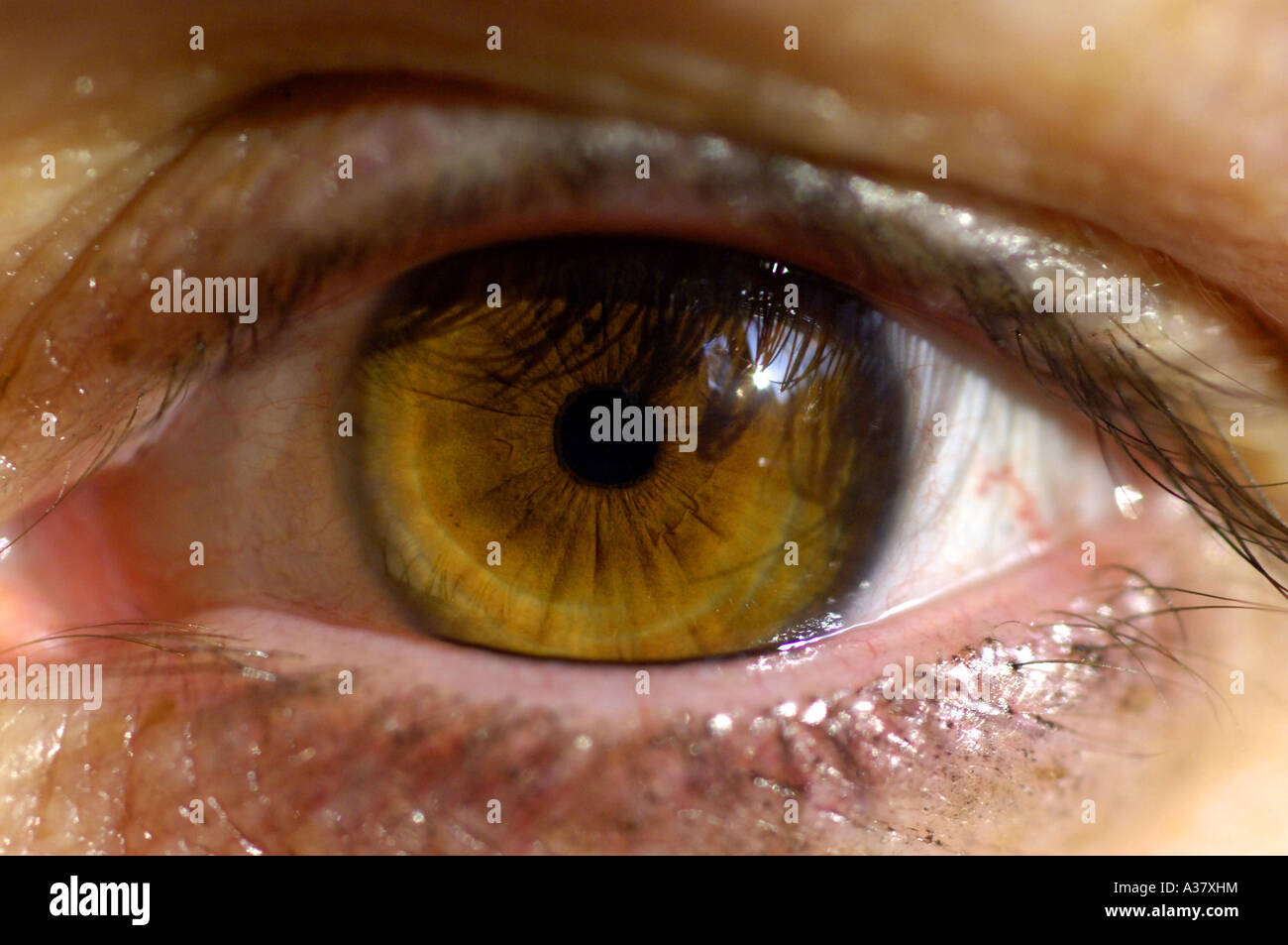 eye freckles skin close up detail face head portrait woman beautiful ...