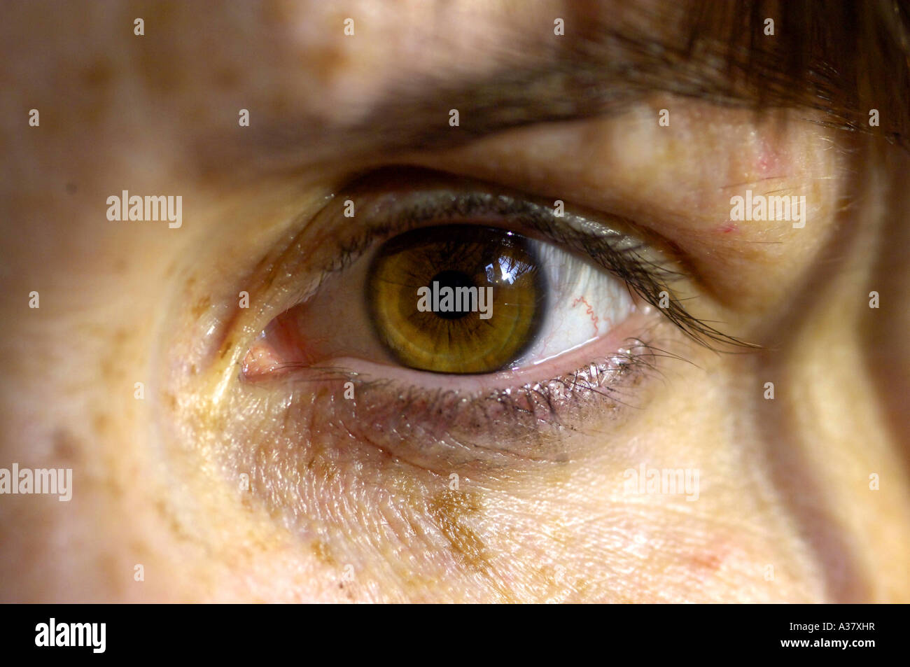 eye freckles skin close up detail face head portrait woman beautiful ...