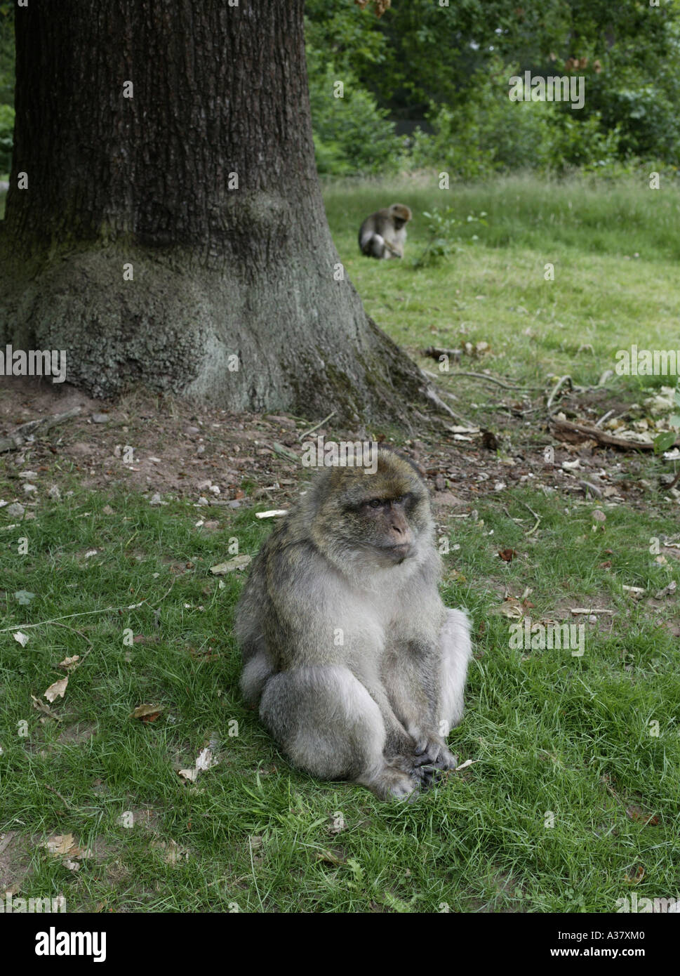 A Barbary Macaque monkey at the Monkey Forest, Trentham Estate ...