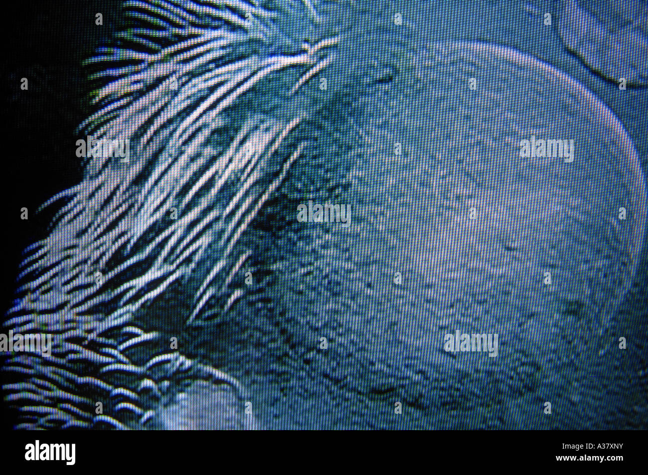 microbe macro blue weird abstract horizontal micro organism science ...