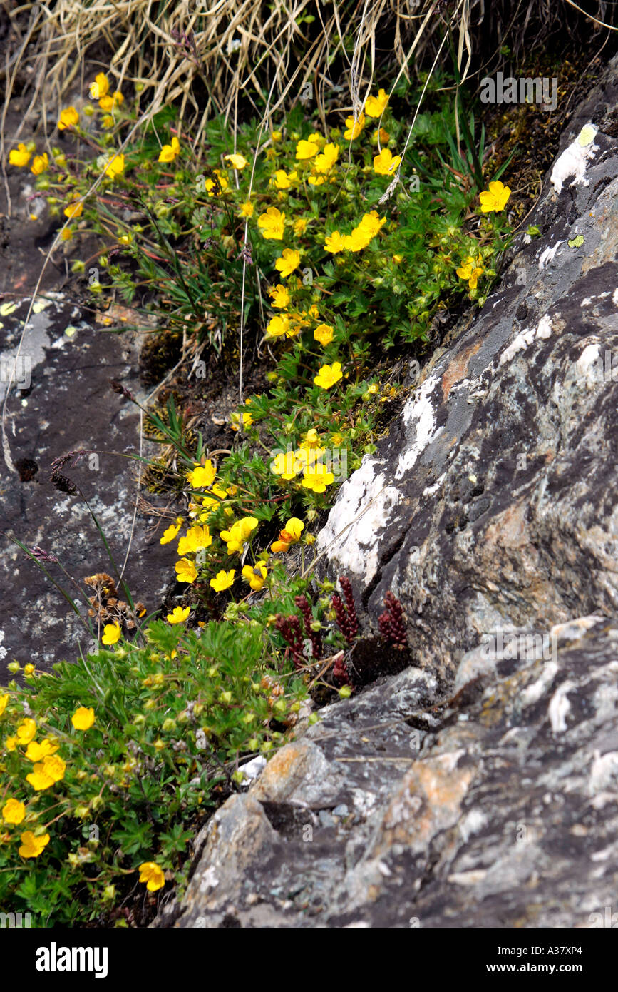 Schweiz Bergblumen Flowers in the Alps Stock Photo - Alamy
