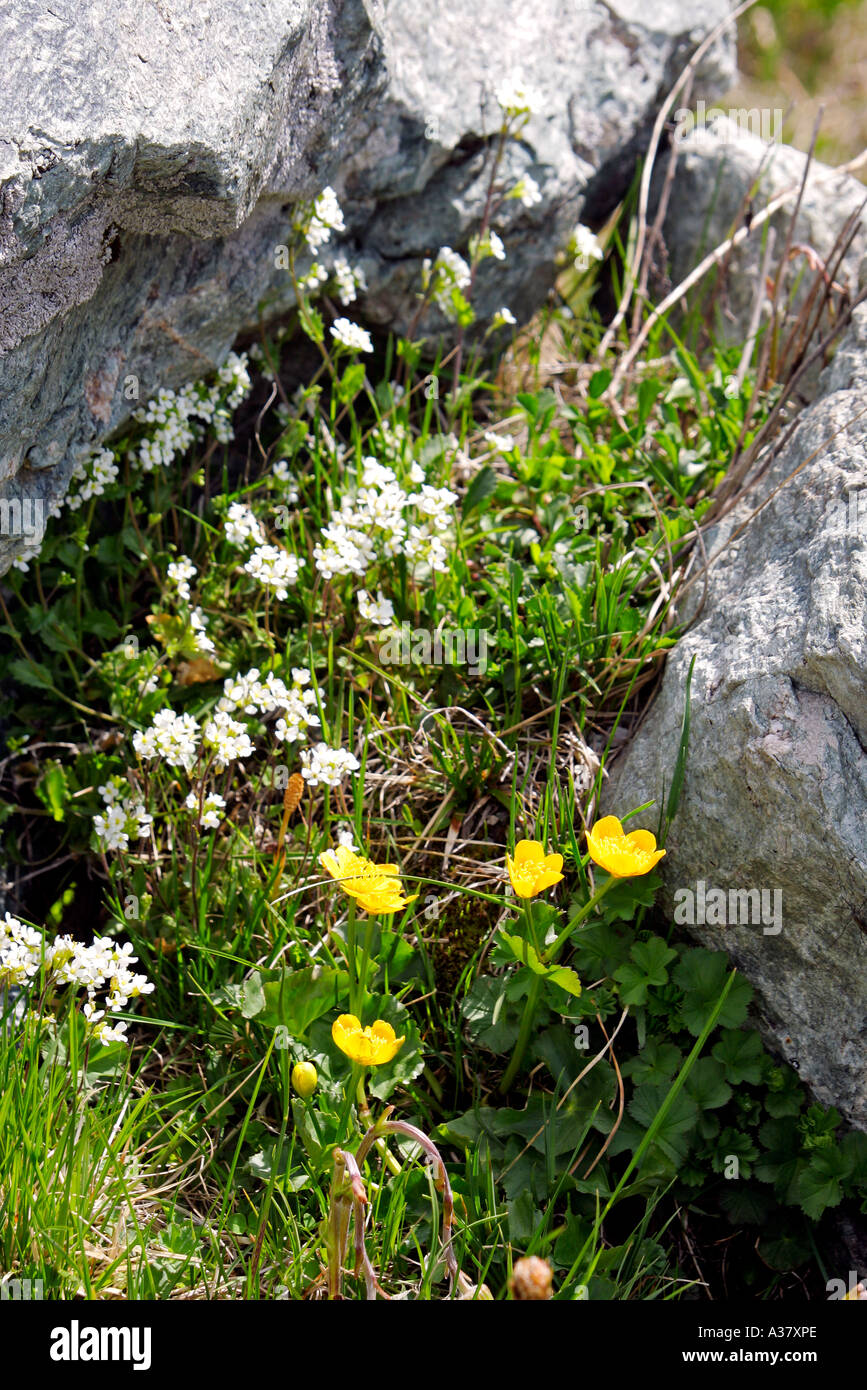 Switzerland flowers in the Alps Stock Photo - Alamy
