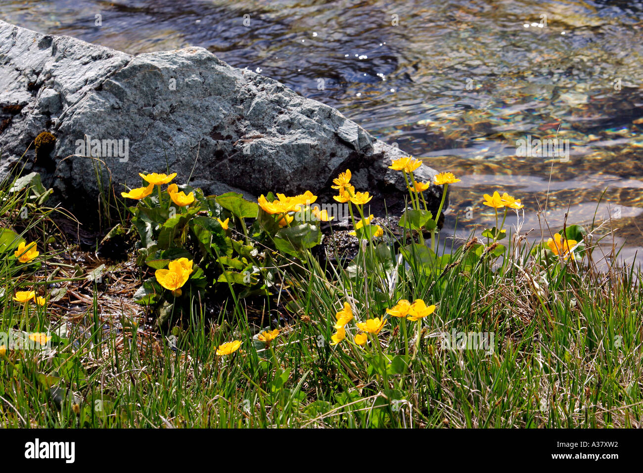 Schweiz Bergblumen Flowers in the Alps Stock Photo - Alamy