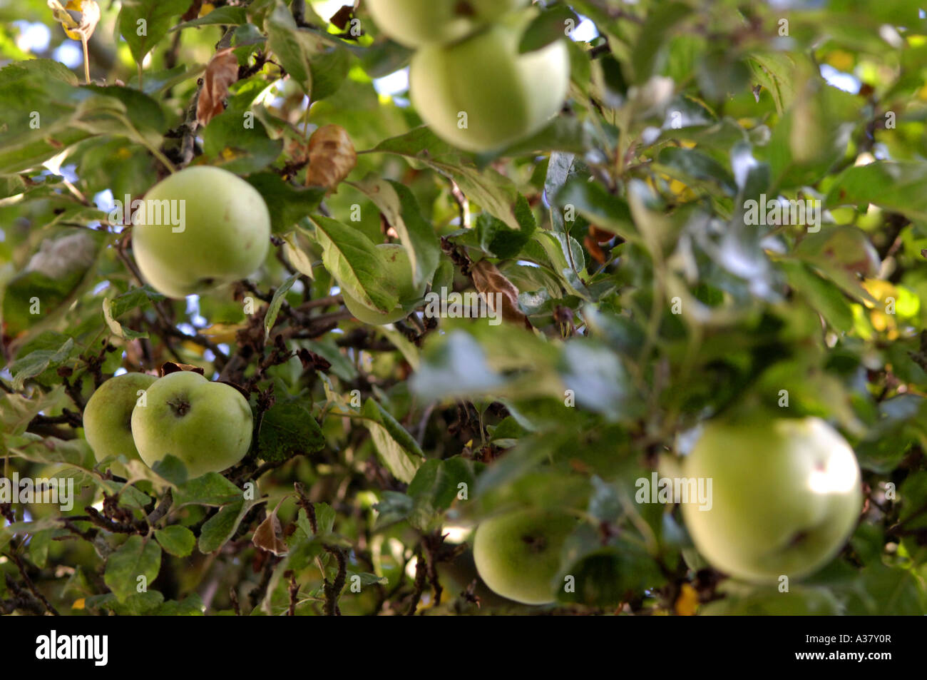 green apple tree fruit colour color healthy eating Stock Photo - Alamy