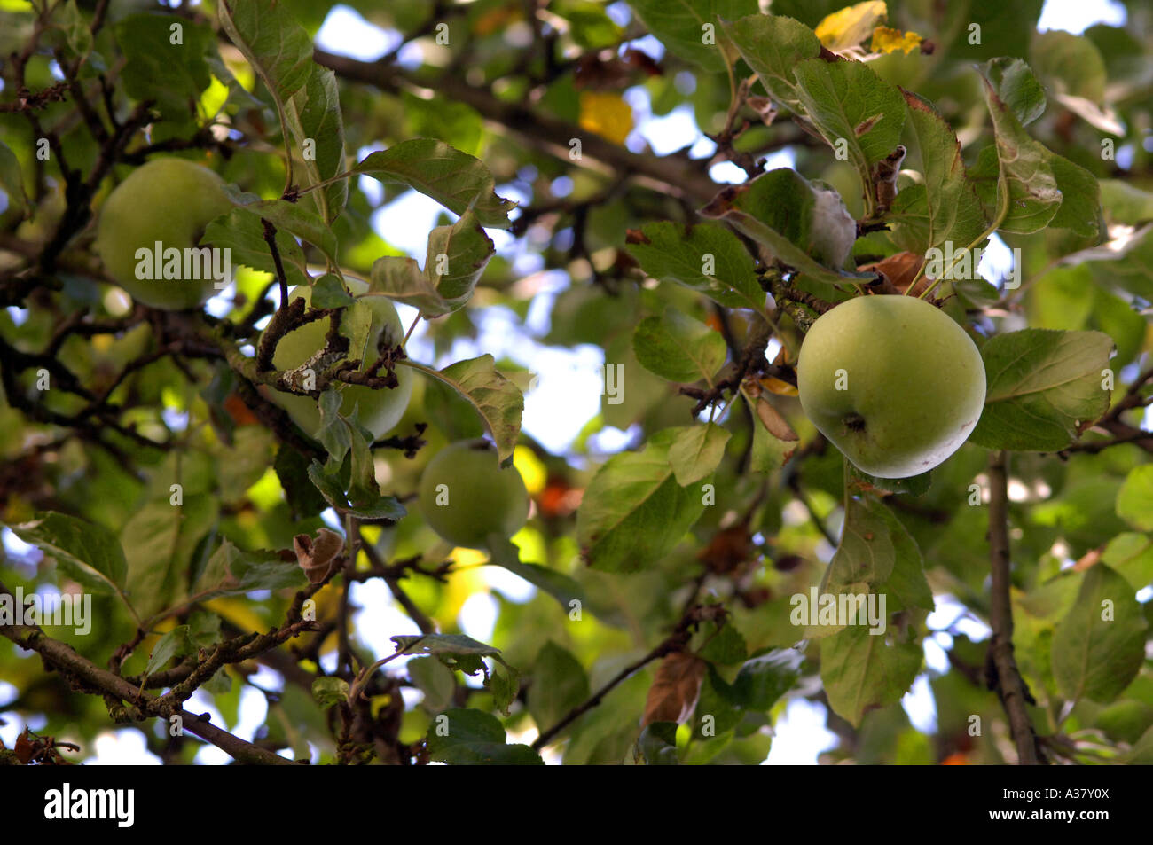 green apple tree fruit colour color Stock Photo - Alamy