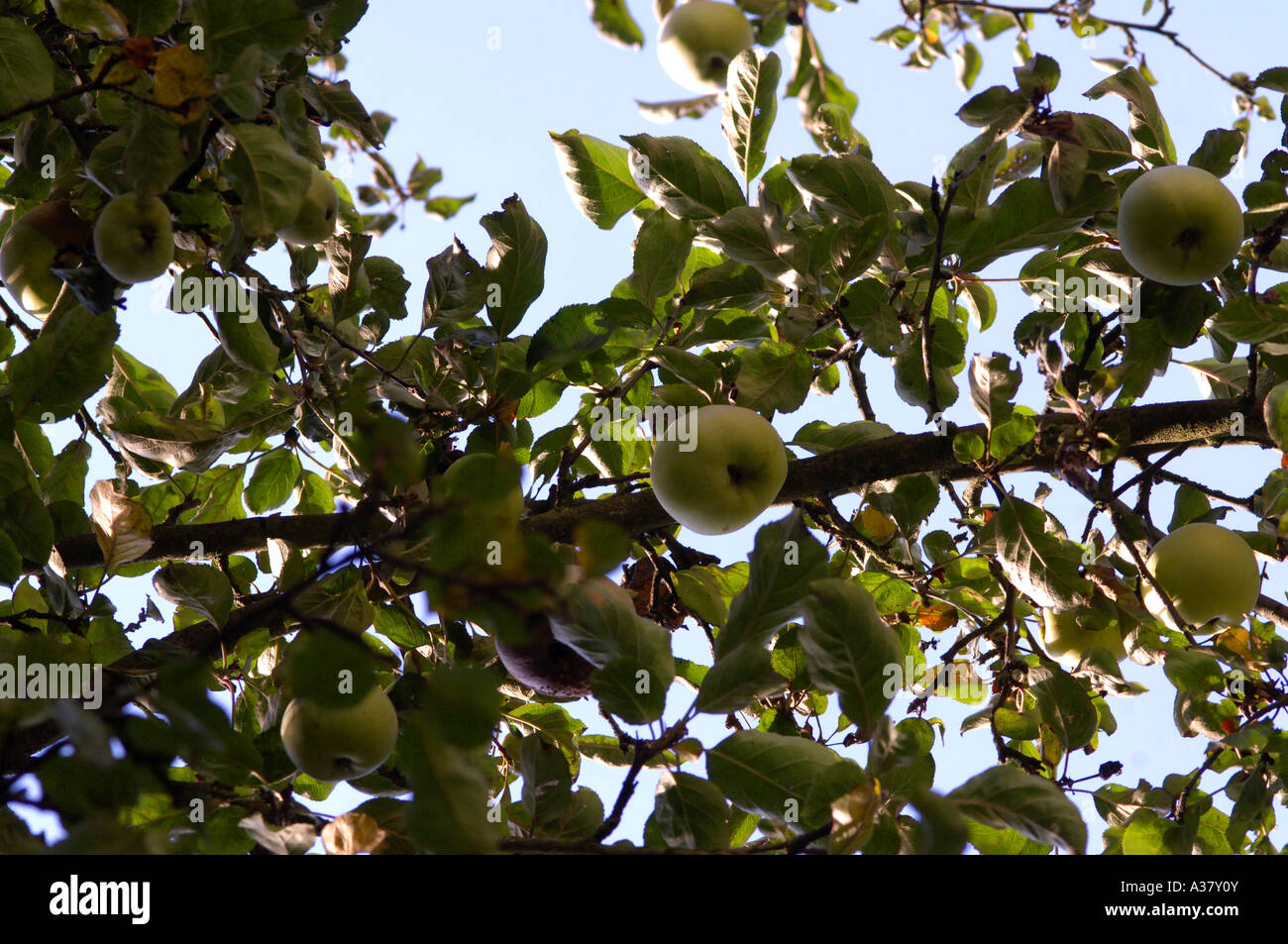 green apple tree fruit colour color Stock Photo - Alamy