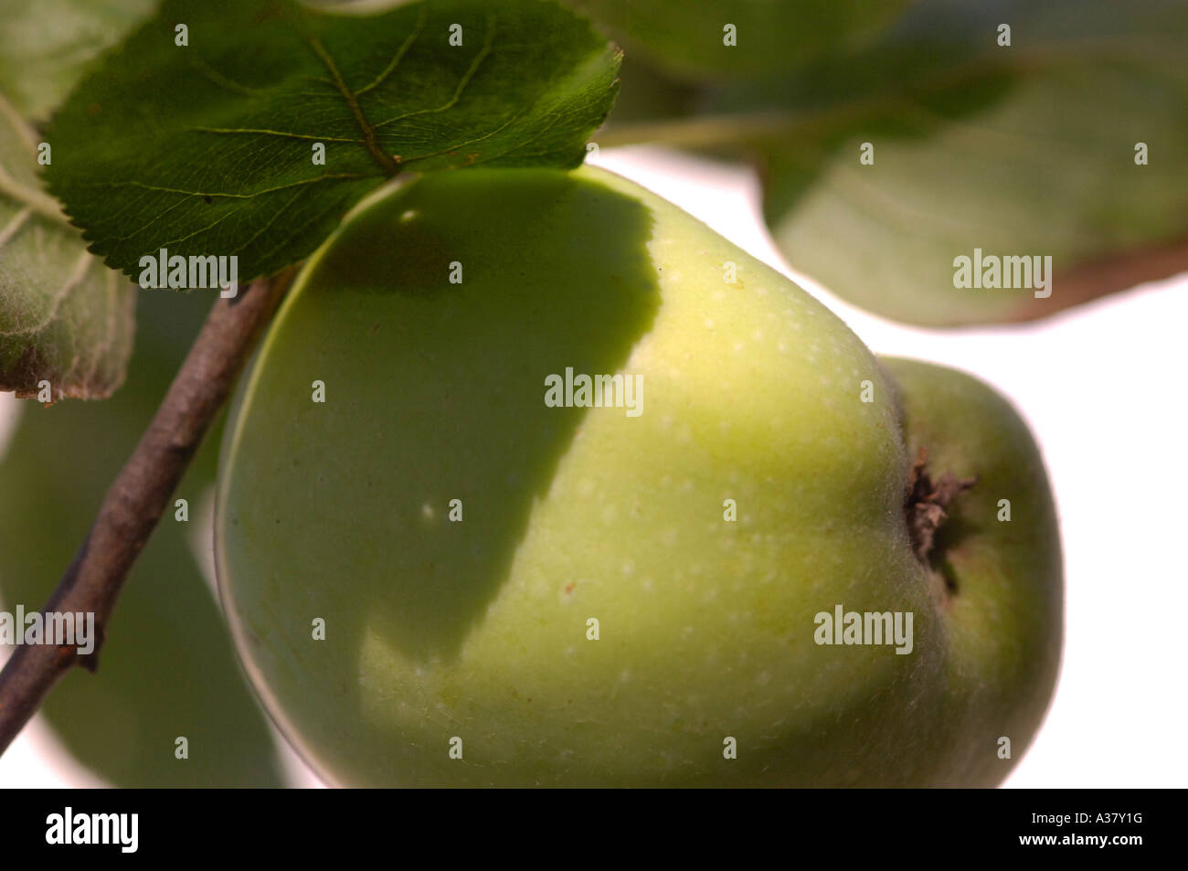 green apple tree fruit colour color Stock Photo - Alamy