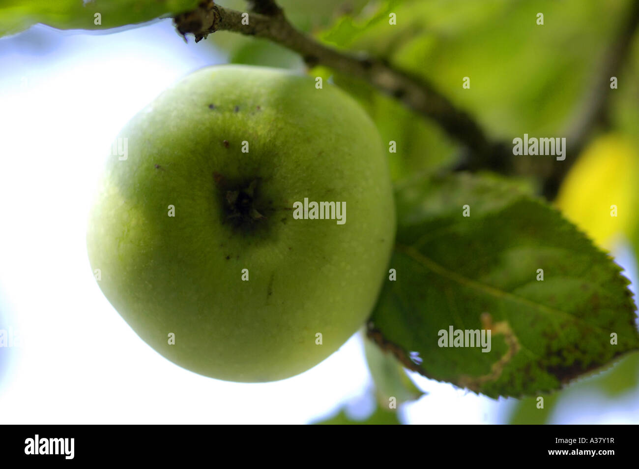 apples fruit green tree Stock Photo - Alamy