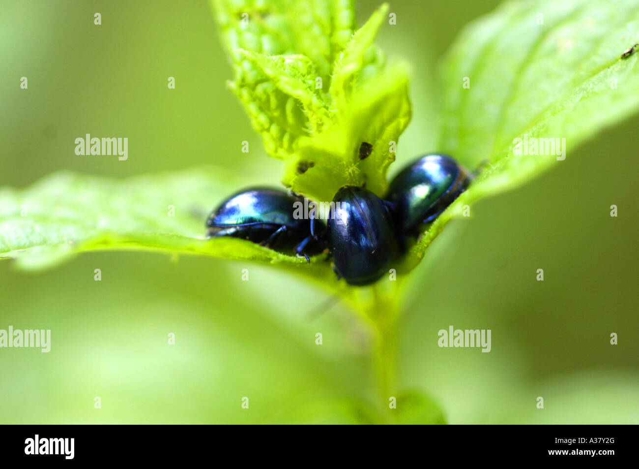 spearmint plant green nature blue beetles insects iridescent colour ...