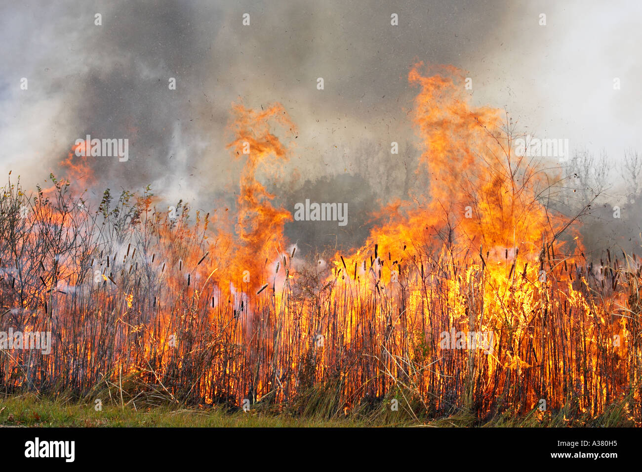 Cattail Fire