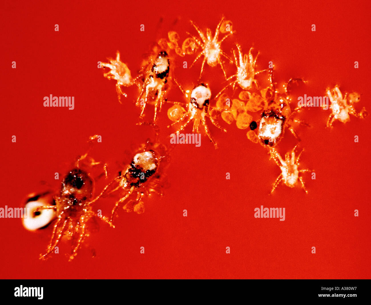 Bird mites hi-res stock photography and images - Alamy