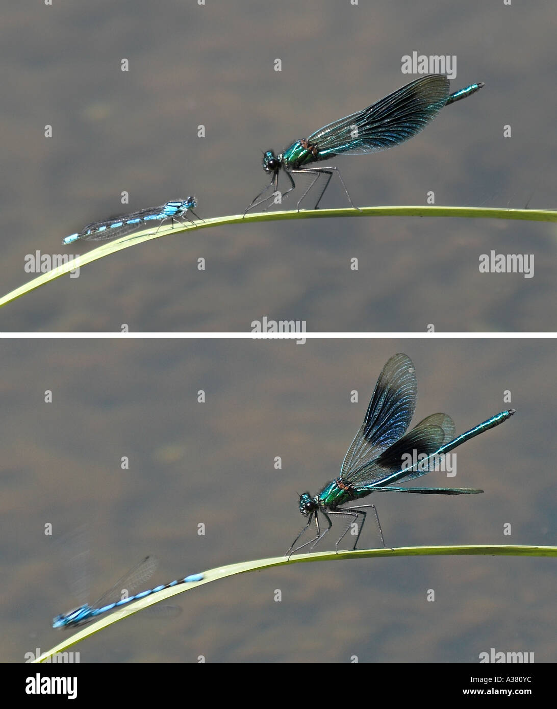 Frightens hi-res stock photography and images - Alamy