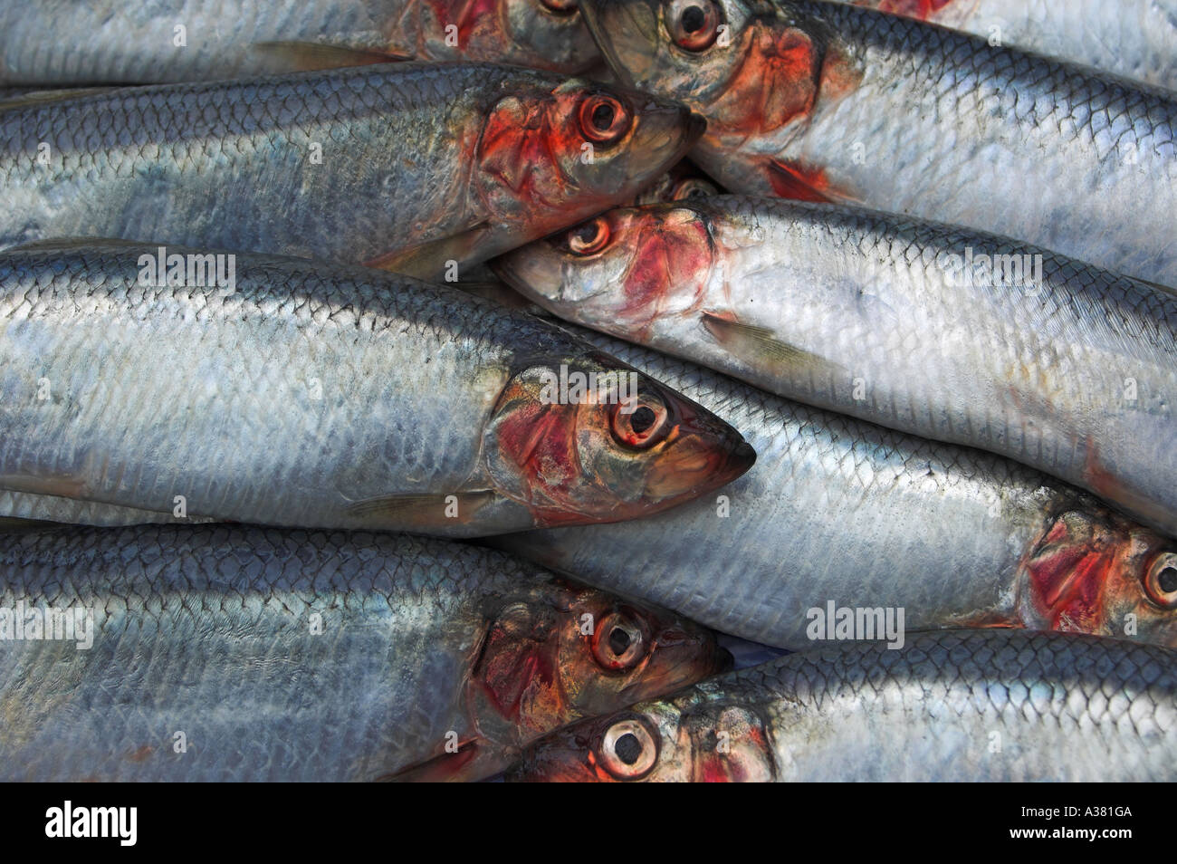 3 herrings hi-res stock photography and images - Alamy