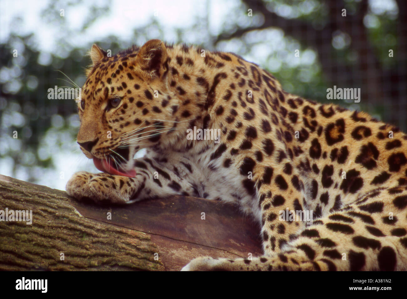 Amur leopard washing itself while sat on a branch , Marwell Zoo , near ...