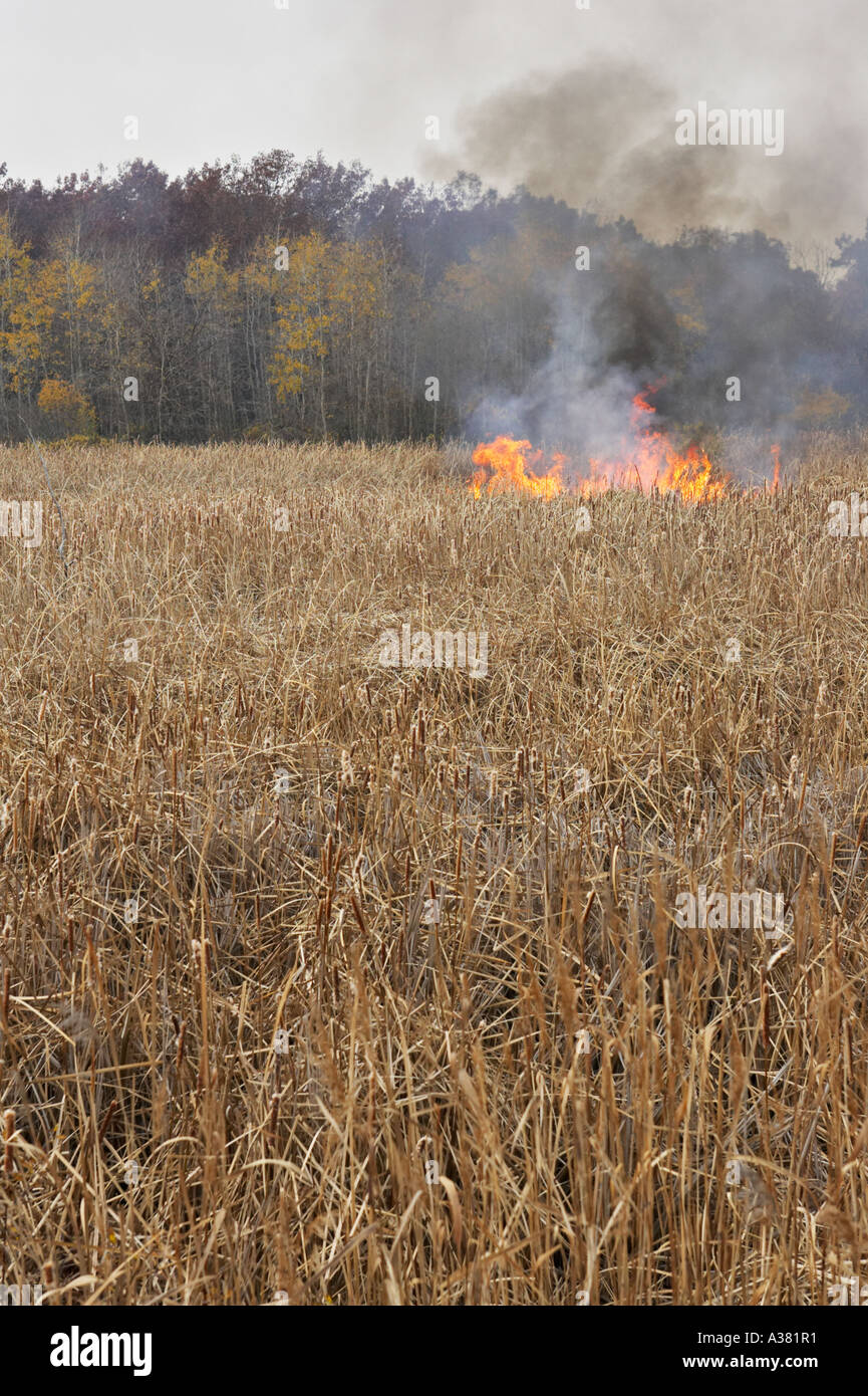 PRESERVES Winthrop Harbor Illinois Firefighters perform prescribed burn ...
