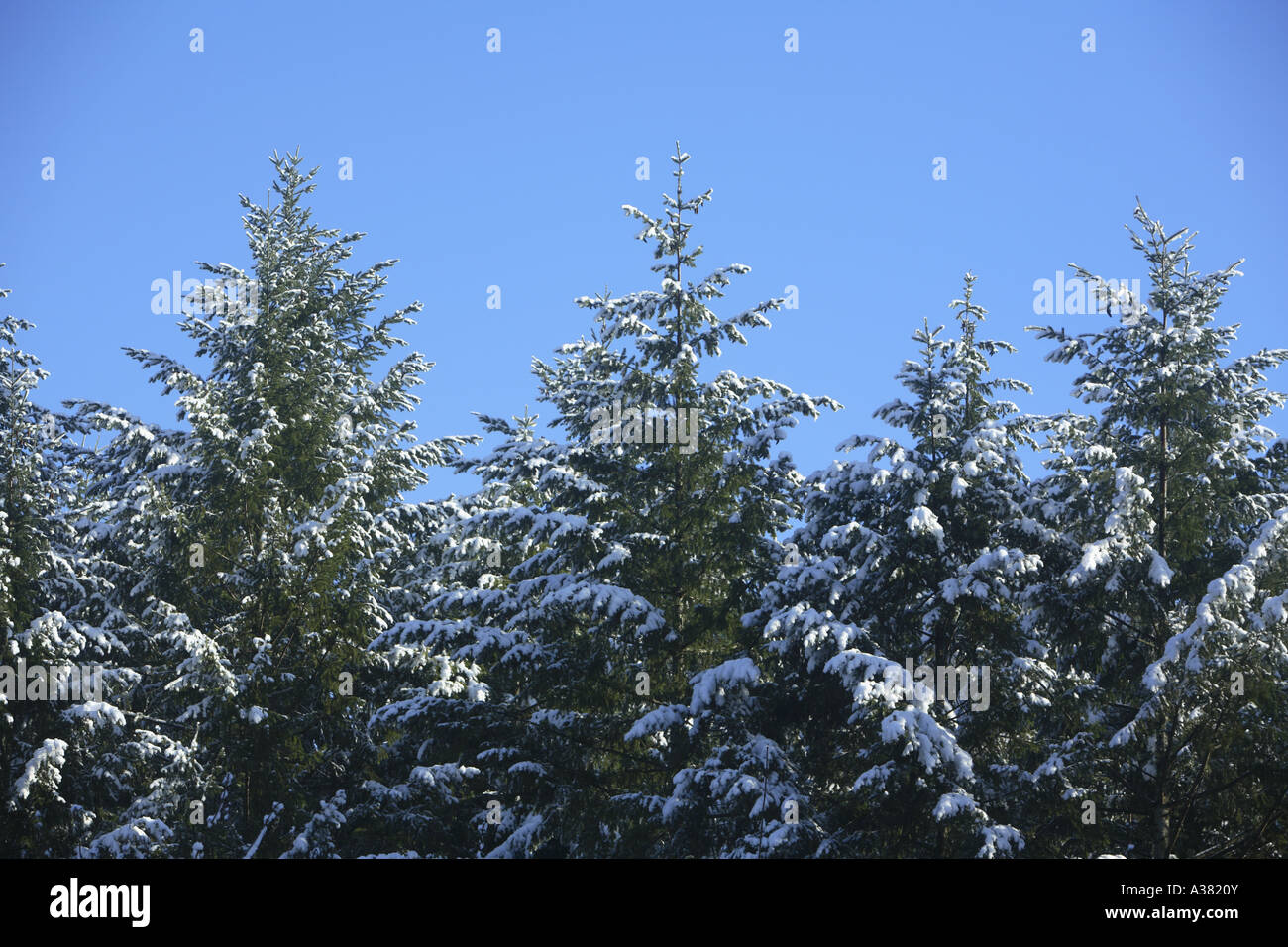 With fir trees hi-res stock photography and images - Alamy