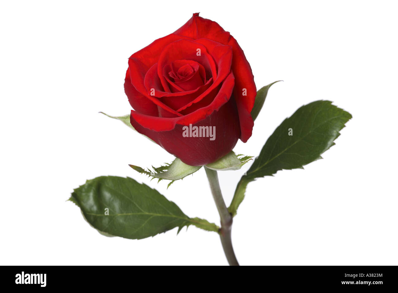Single Red Rose Stock Photo - Alamy