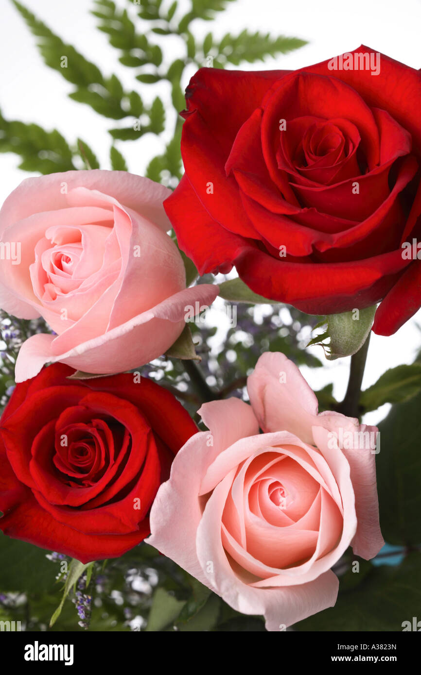 Pink and Red Rose Bouquet Stock Photo - Alamy
