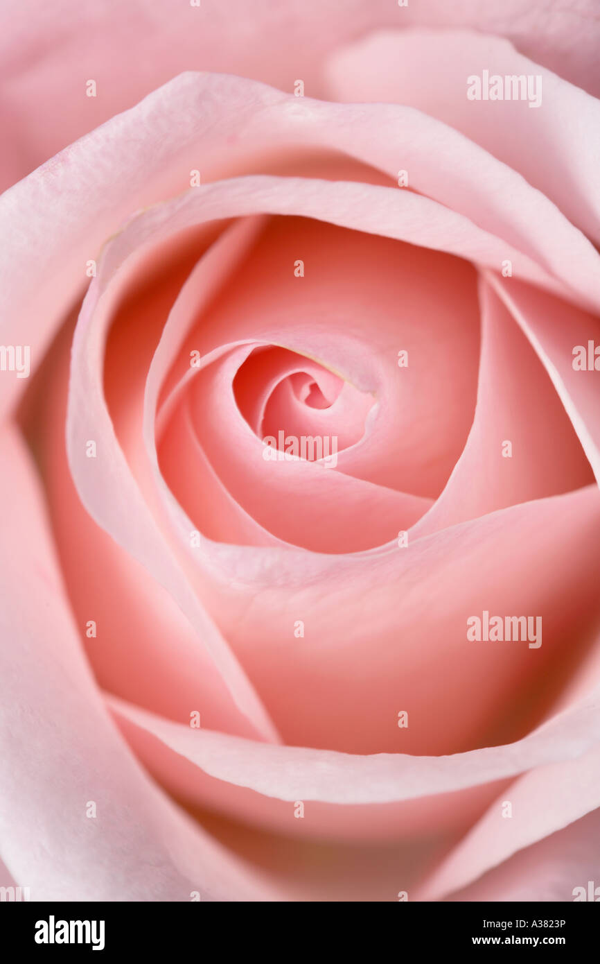 Pink Rose Close-up Stock Photo - Alamy