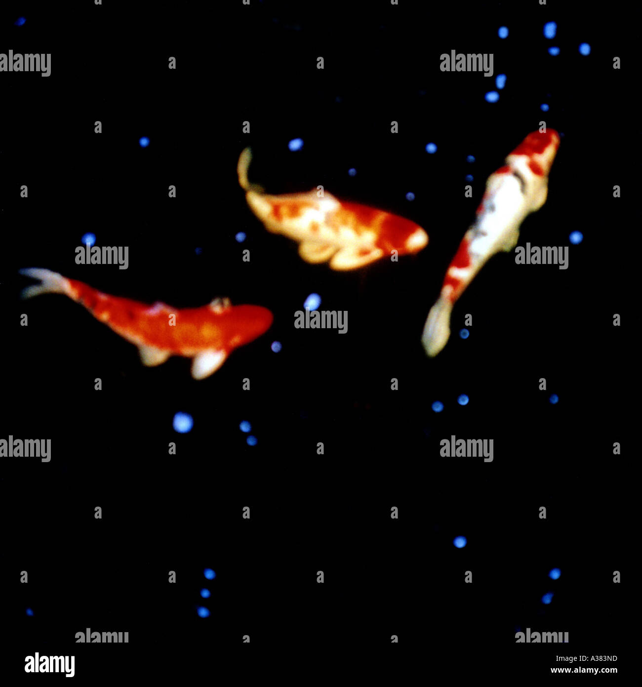 amity black blackly blackness colored coloured dark darkness eau ebony ...