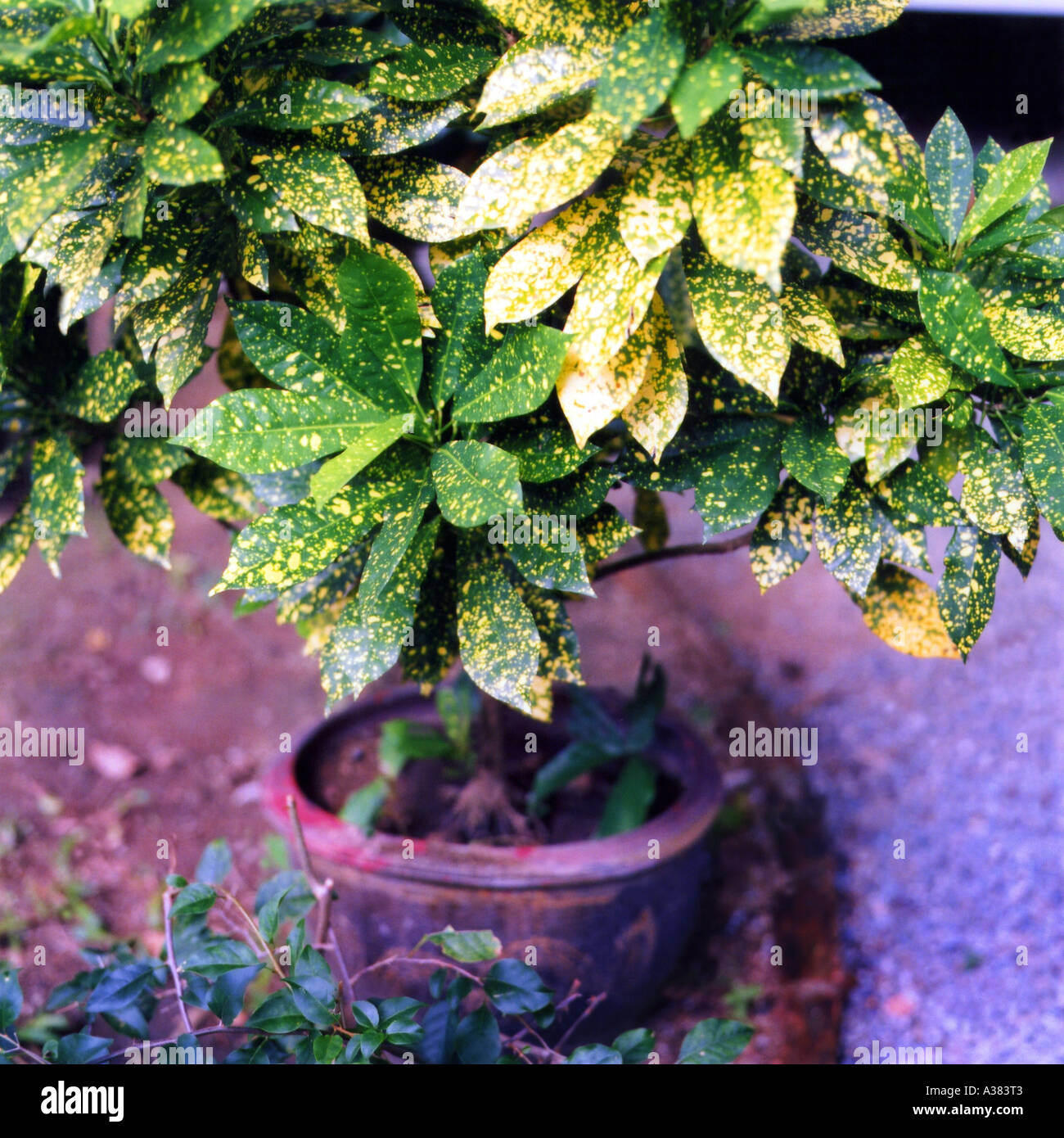 colored coloured leaf leaves plant potted plant sheet sheets thailand ...