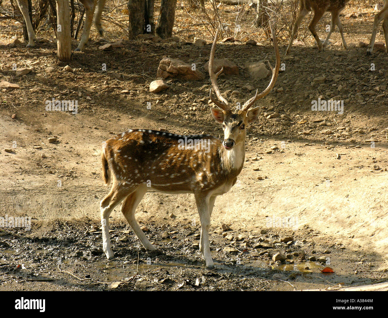 Deer Ramthambore National Park Rajasthan India Stock Photo - Alamy