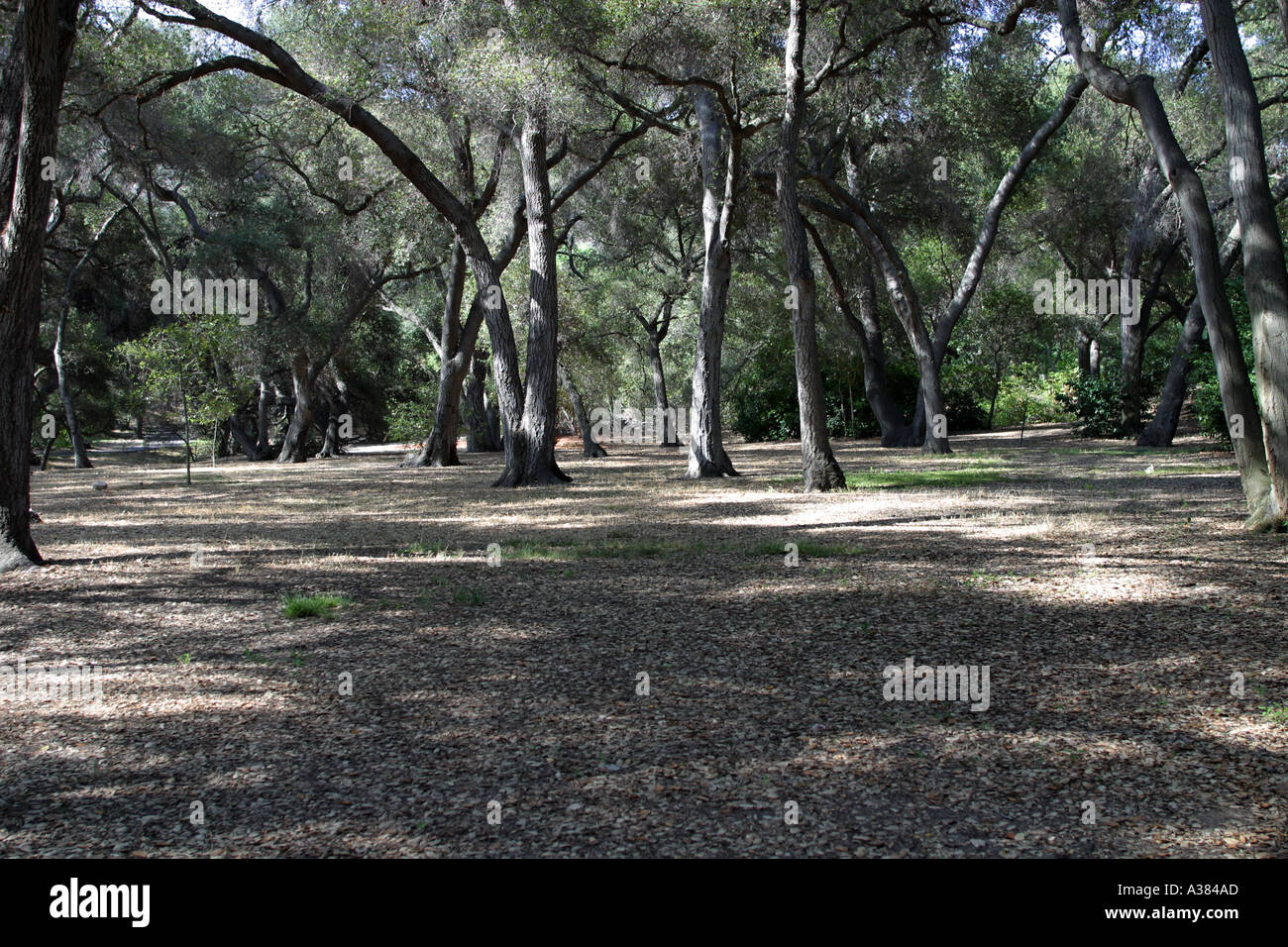 Oak open woodlands hi-res stock photography and images - Alamy