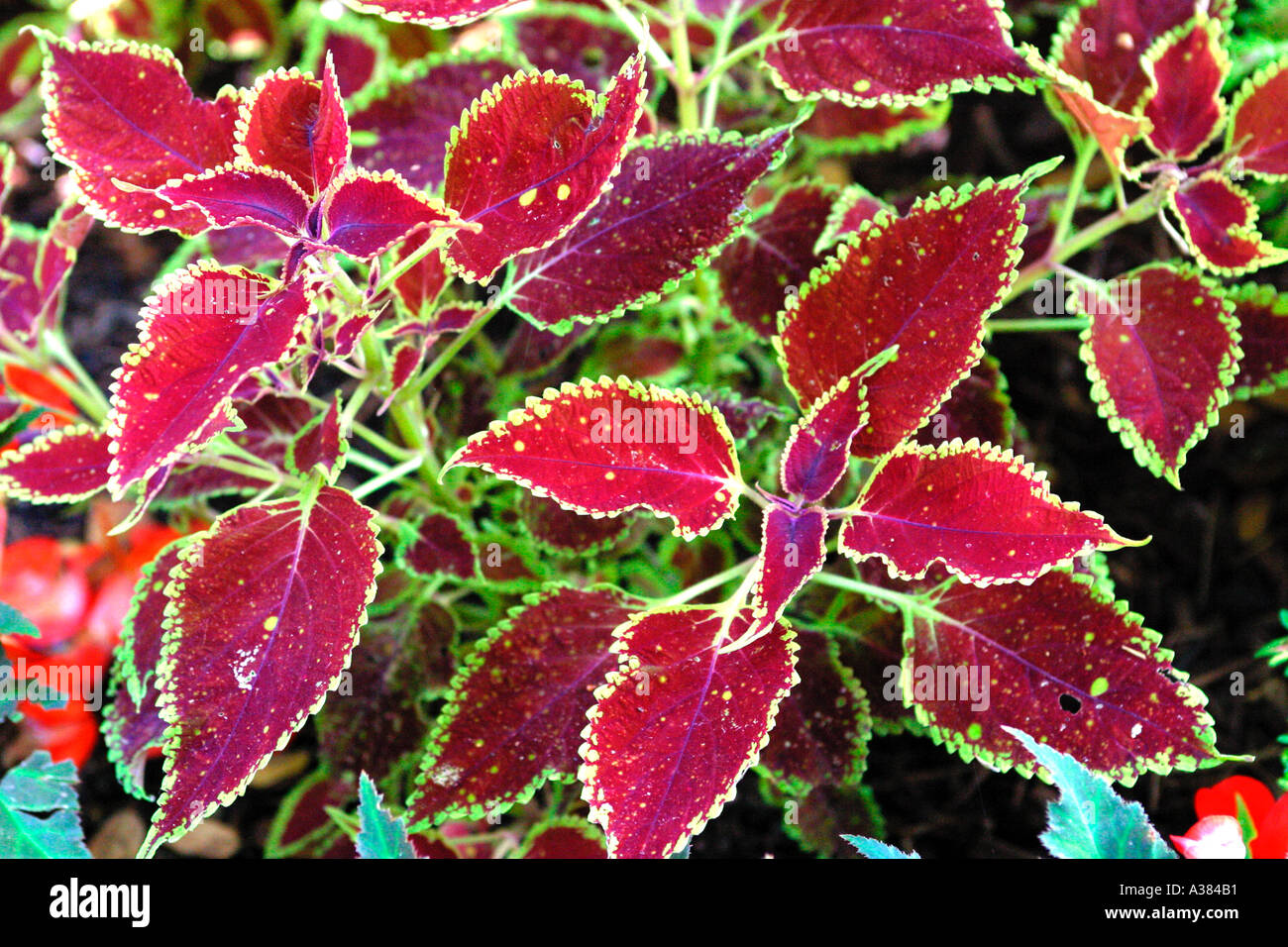 Coleus cuttings hi-res stock photography and images - Alamy