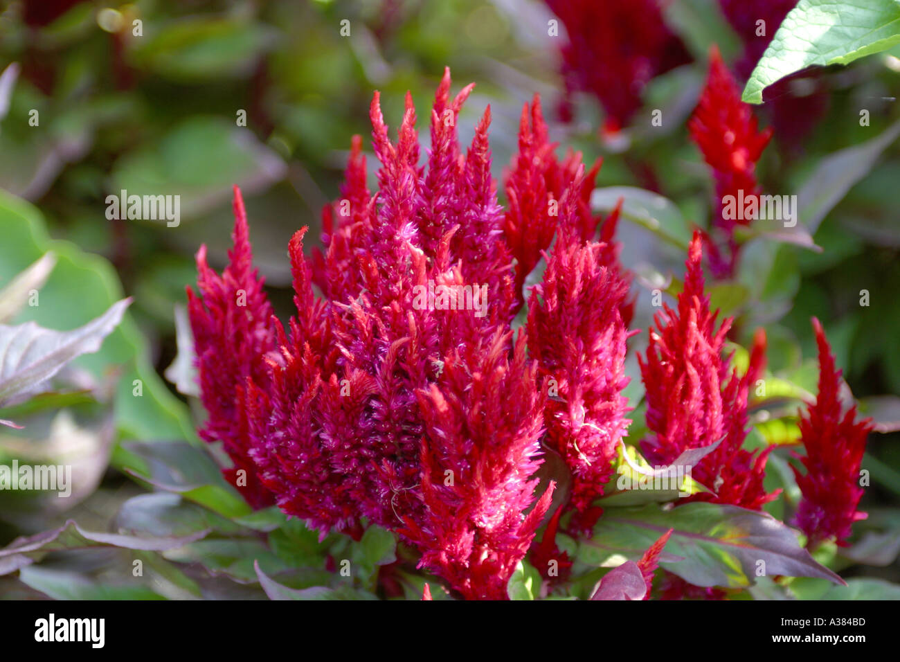 Celosia kimono hi-res stock photography and images - Alamy