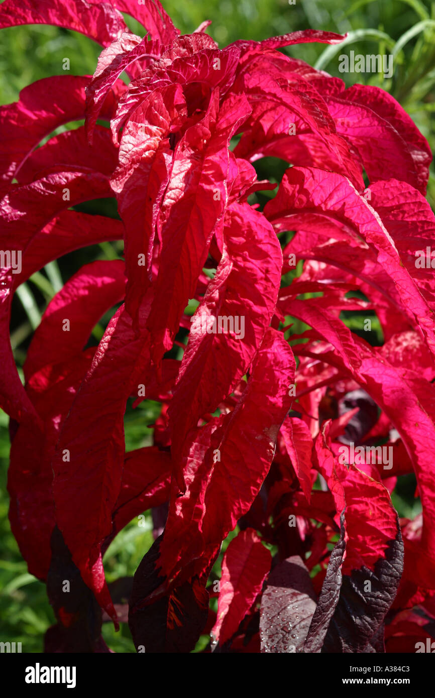 Red Amaranthus Early Splendor Stock Photo - Alamy