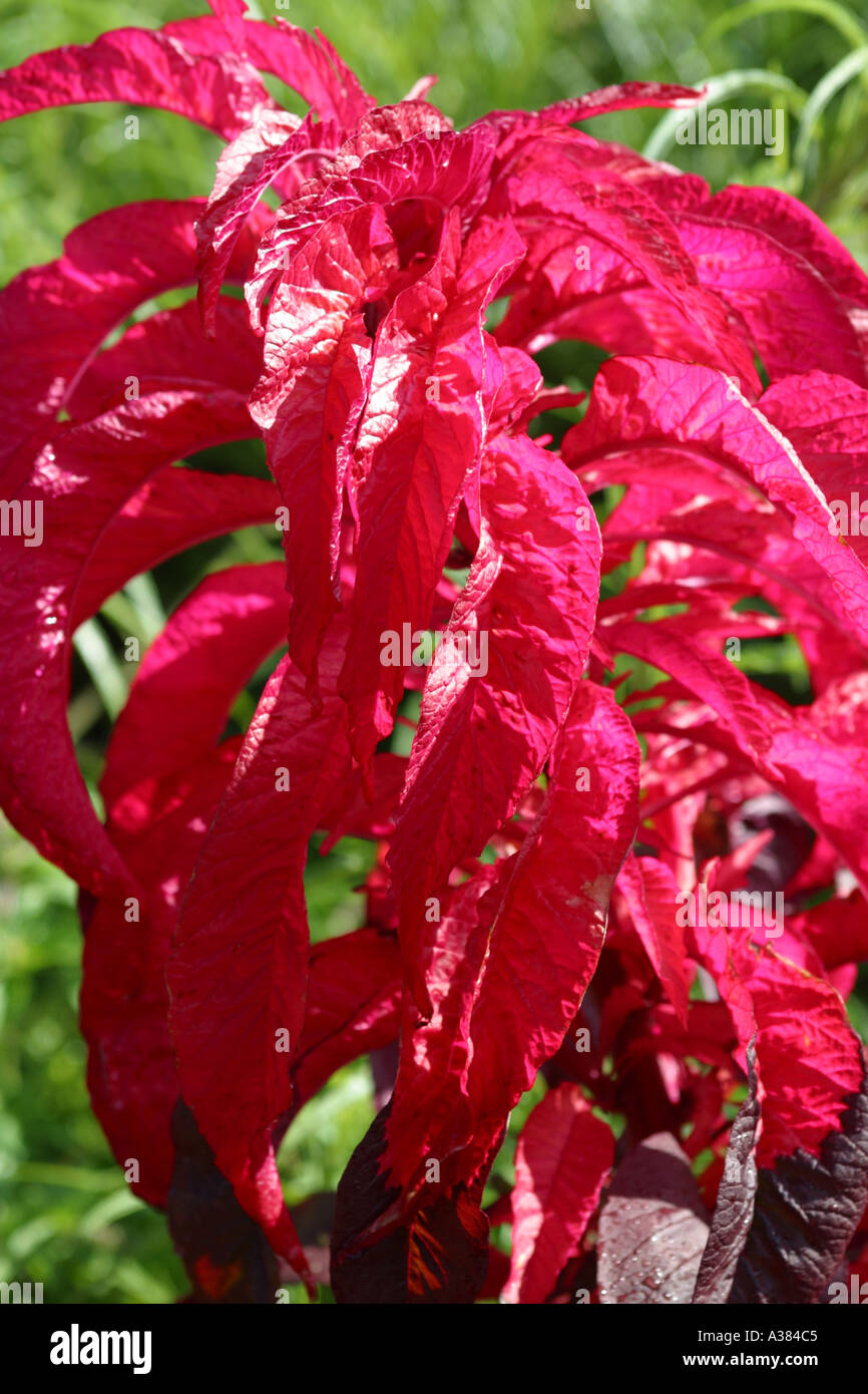 Red Amaranthus Early Splendor Stock Photo - Alamy