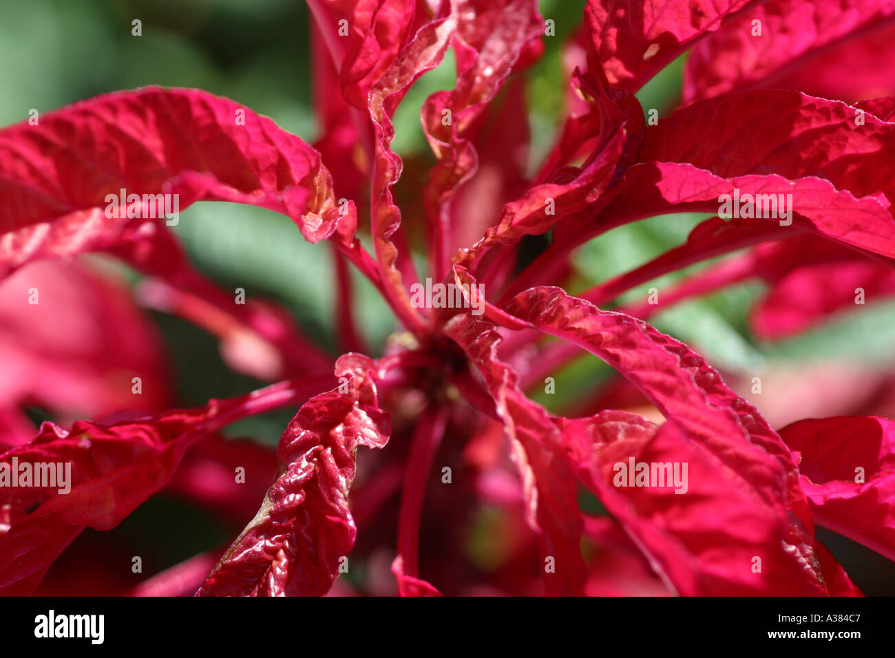Red Amaranthus Early Splendor Stock Photo - Alamy