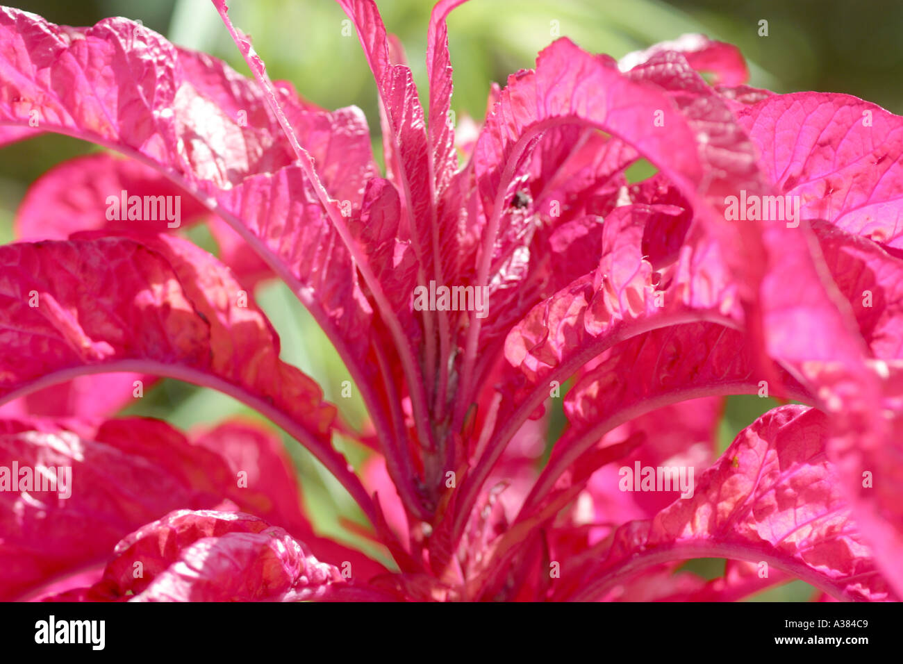 Red Amaranthus Early Splendor Stock Photo - Alamy