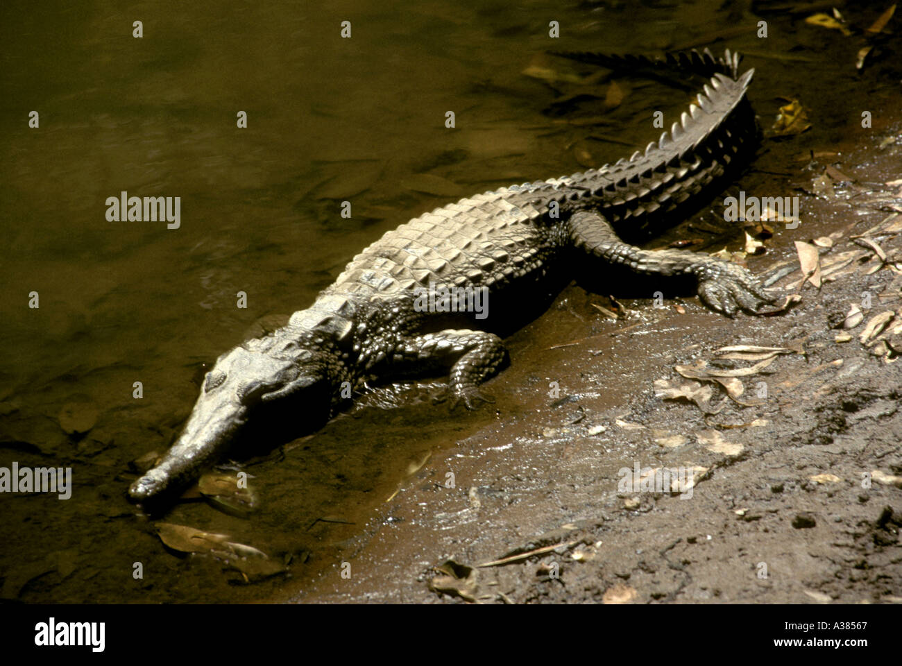 Alligator freshwater crocodile Stock Photo - Alamy