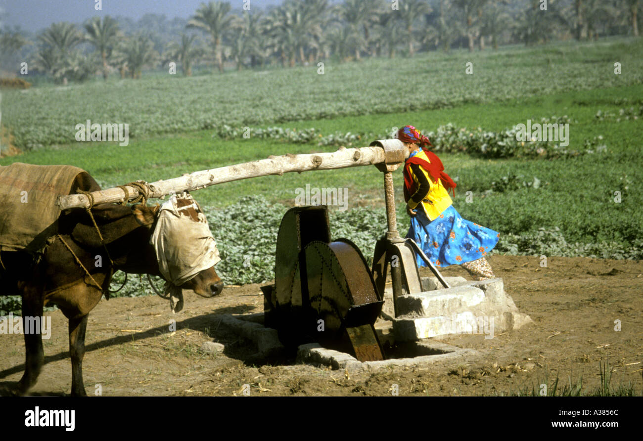 The water drawer in Egypt Stock Photo - Alamy