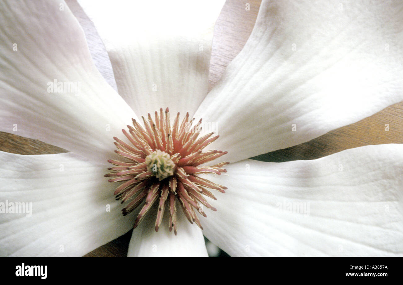 Radial flower head hi-res stock photography and images - Alamy