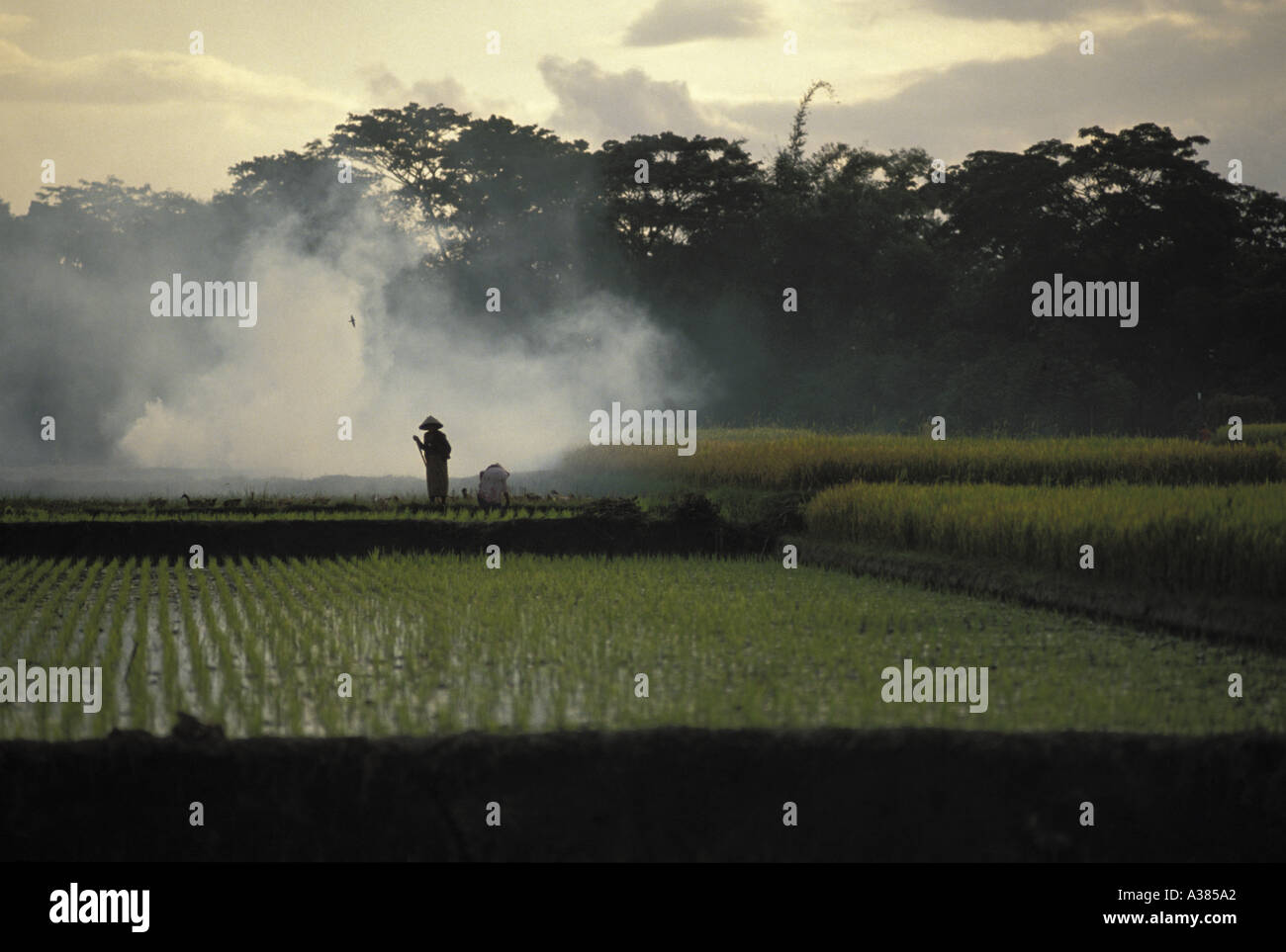 A Javanese farmer tends his paddy field Klaten central farming region ...