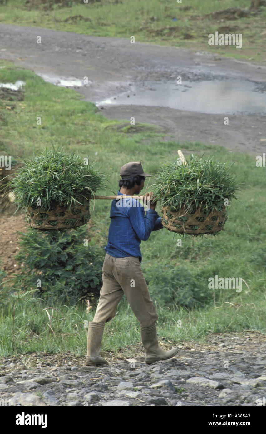 Javanese farmer hi-res stock photography and images - Alamy