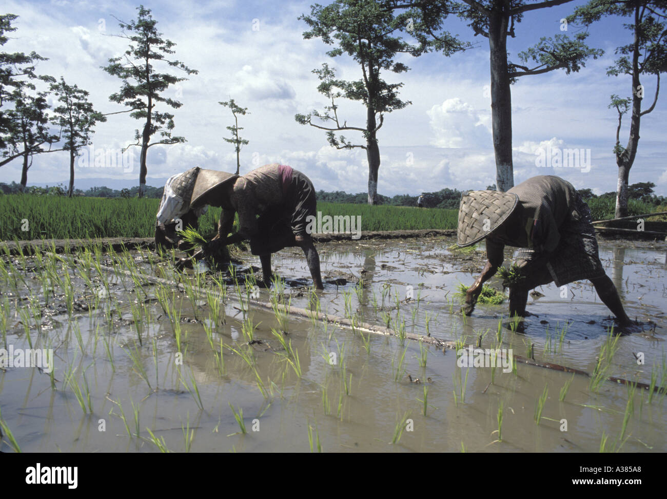 Javanese farmers tending their paddies Klaten central farming region ...