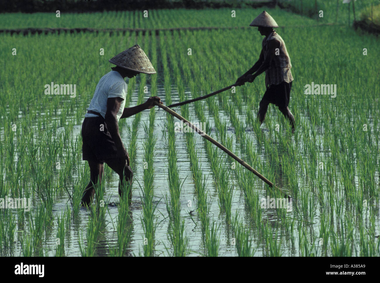 Javanese farmers hi-res stock photography and images - Alamy
